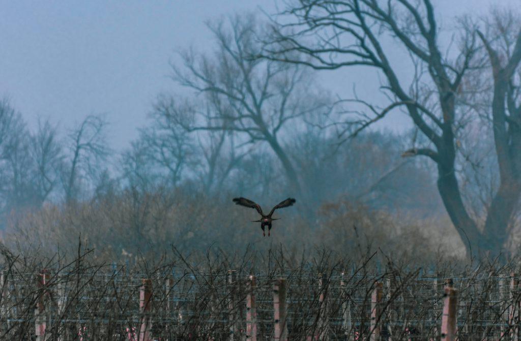 Bird Control & Management - Northwest Berry Foundation