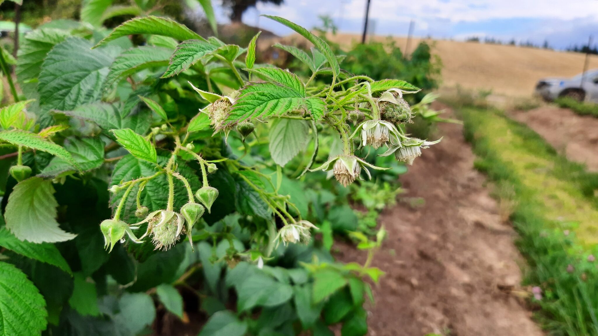 Small Fruit Update Week 36, 2025 - Northwest Berry Foundation