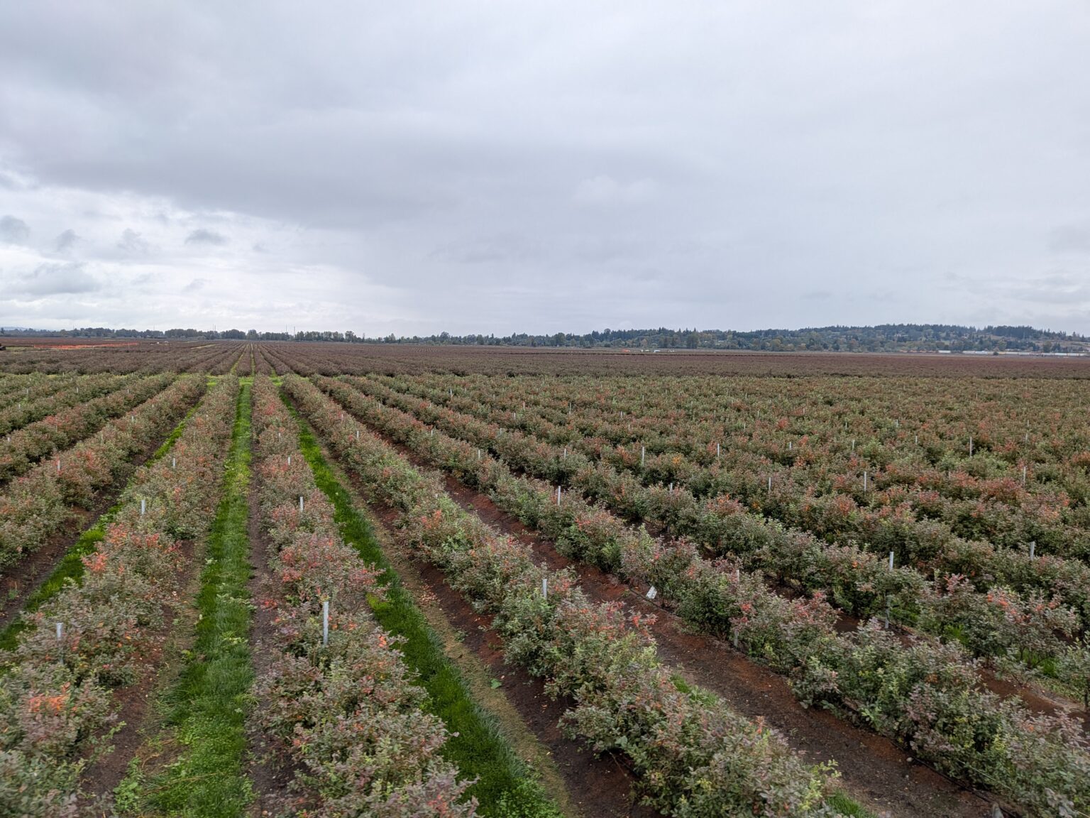 Small Fruit Update Week 42, 2025 - Northwest Berry Foundation